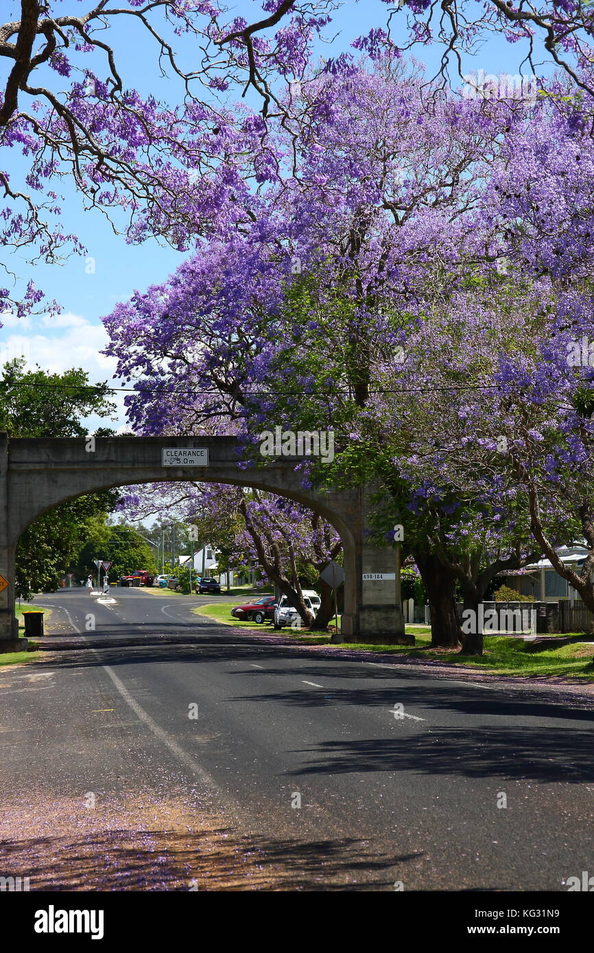 The famous Jacaranda trees of Grafton in their glorious mantle of ...