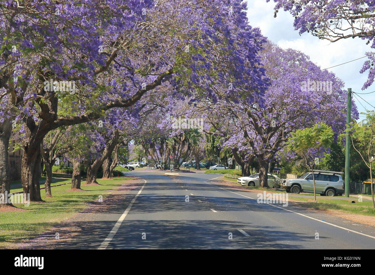 The famous Jacaranda trees of Grafton in their glorious mantle of ...
