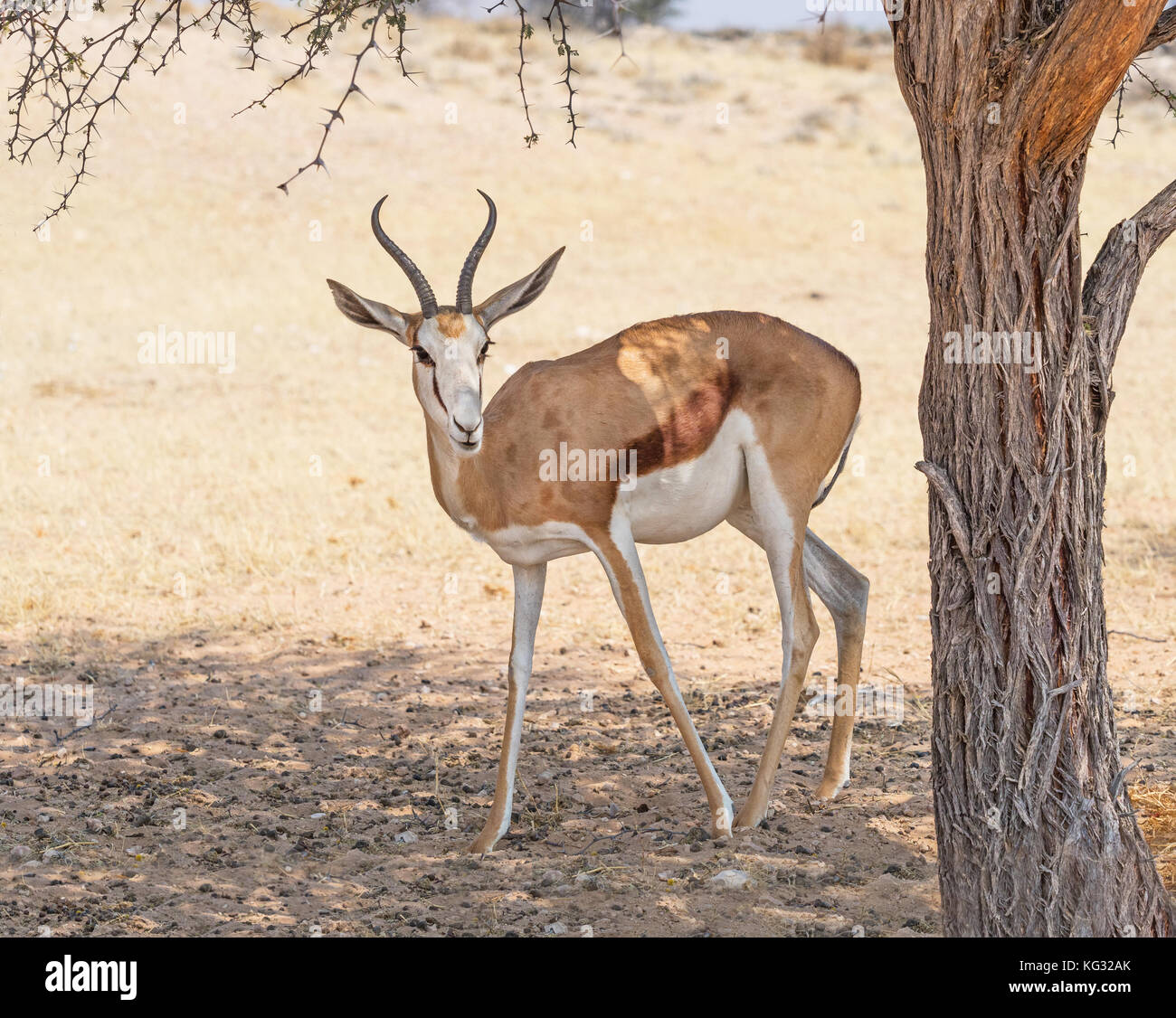 A female springbok shading herself under a thorn tree in the Kgalagadi ...