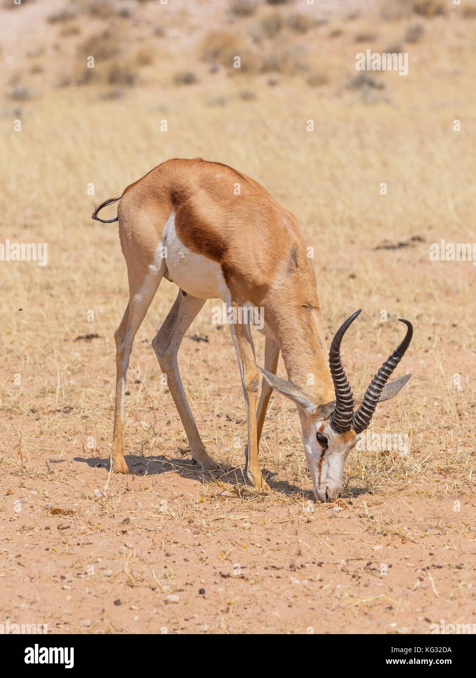 A springbok ram feeding in the Kgalagadi Transfrontier Park straddling ...