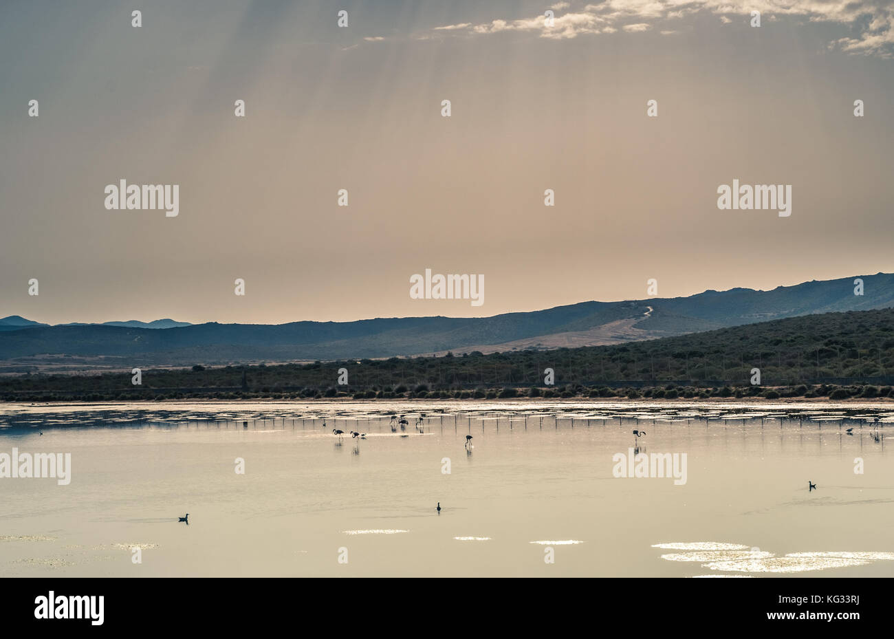Humid area hi-res stock photography and images - Alamy
