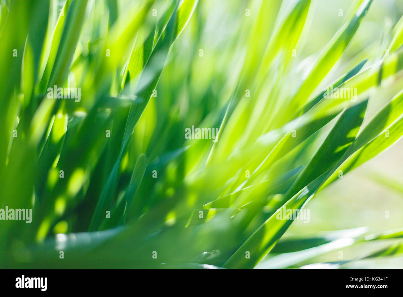 Soft focus nature hi-res stock photography and images - Alamy