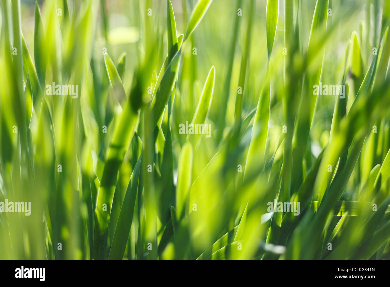 Summer defocus background hi-res stock photography and images - Alamy