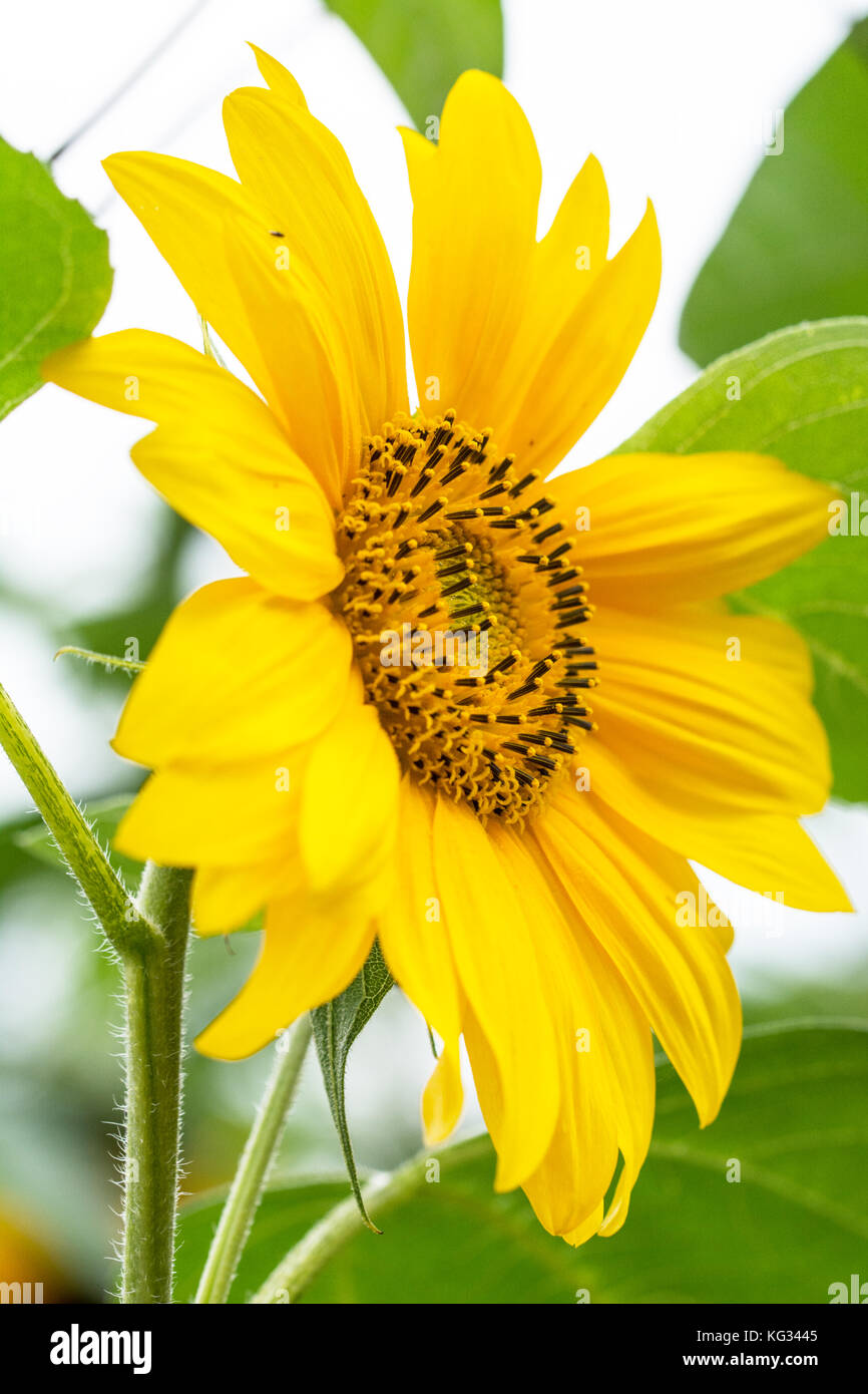 Beautiful yellow sunflower hi-res stock photography and images - Alamy