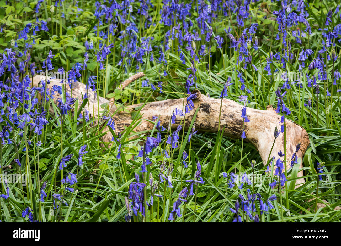 Lots of bluebells in a forest near a white dead branch at Godolphin ...