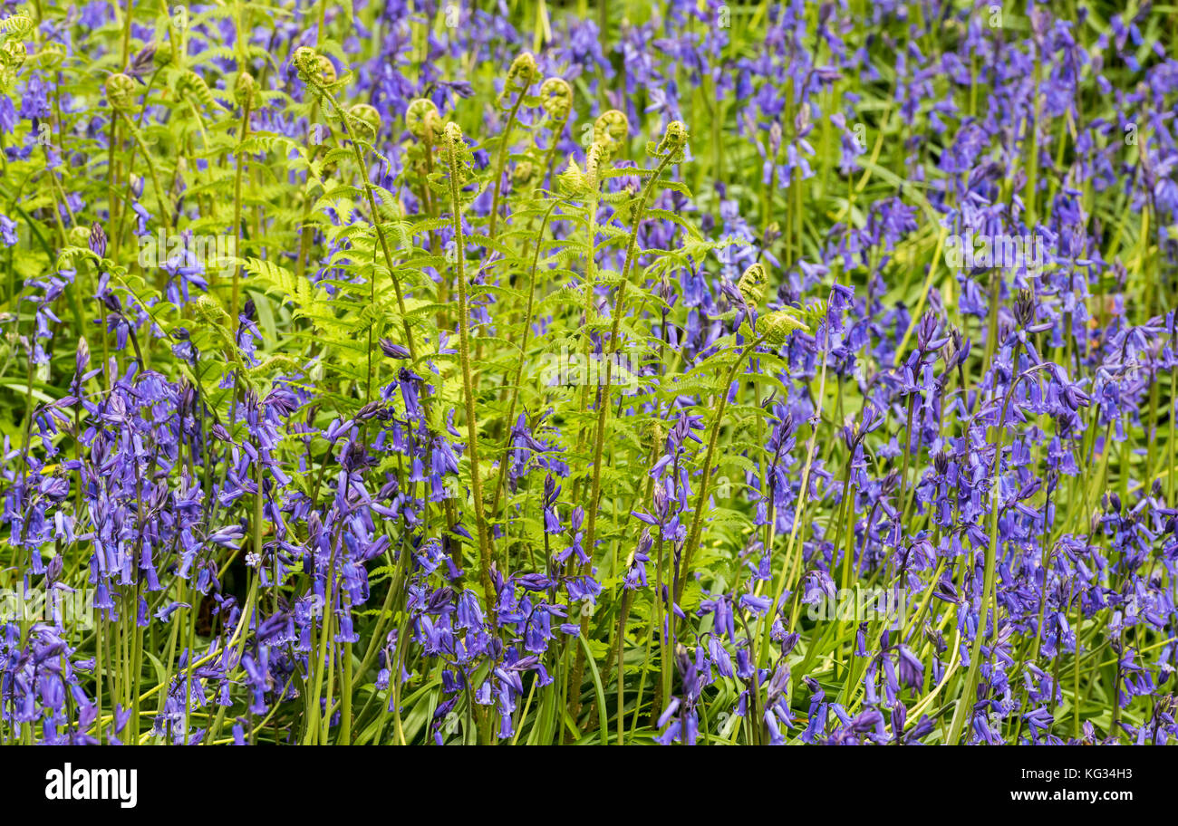Lots of bluebells in a forest near a white dead branch at Godolphin ...