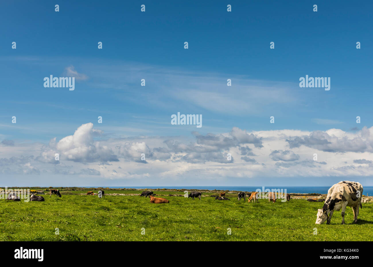Cornish coast with cows in a meadow with blue sky in the summer Stock ...