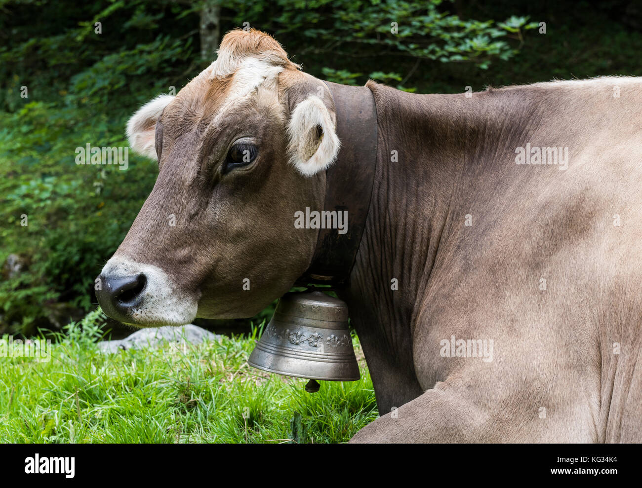 Cow with cowbell in the mountains of Appenzell, Switzerland Stock Photo ...