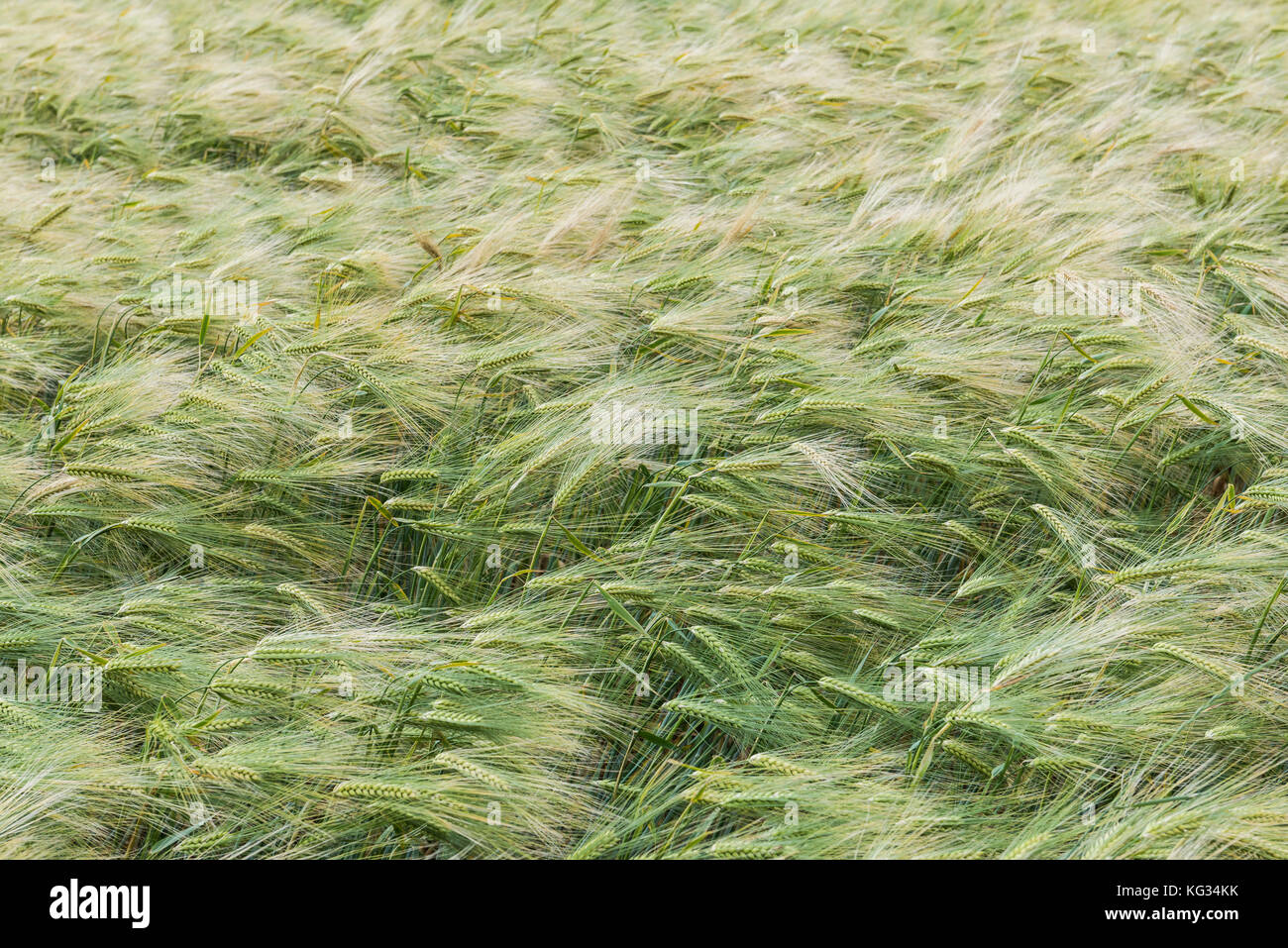 Detail of barley field in the wind Stock Photo - Alamy
