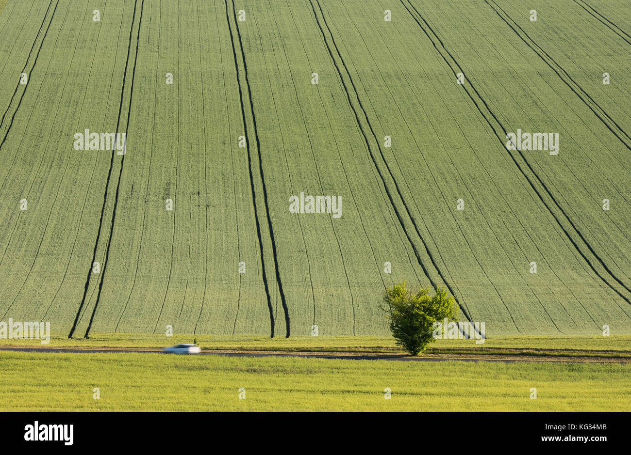 Graphic image of grain field and tree in Champagne area in France Stock ...