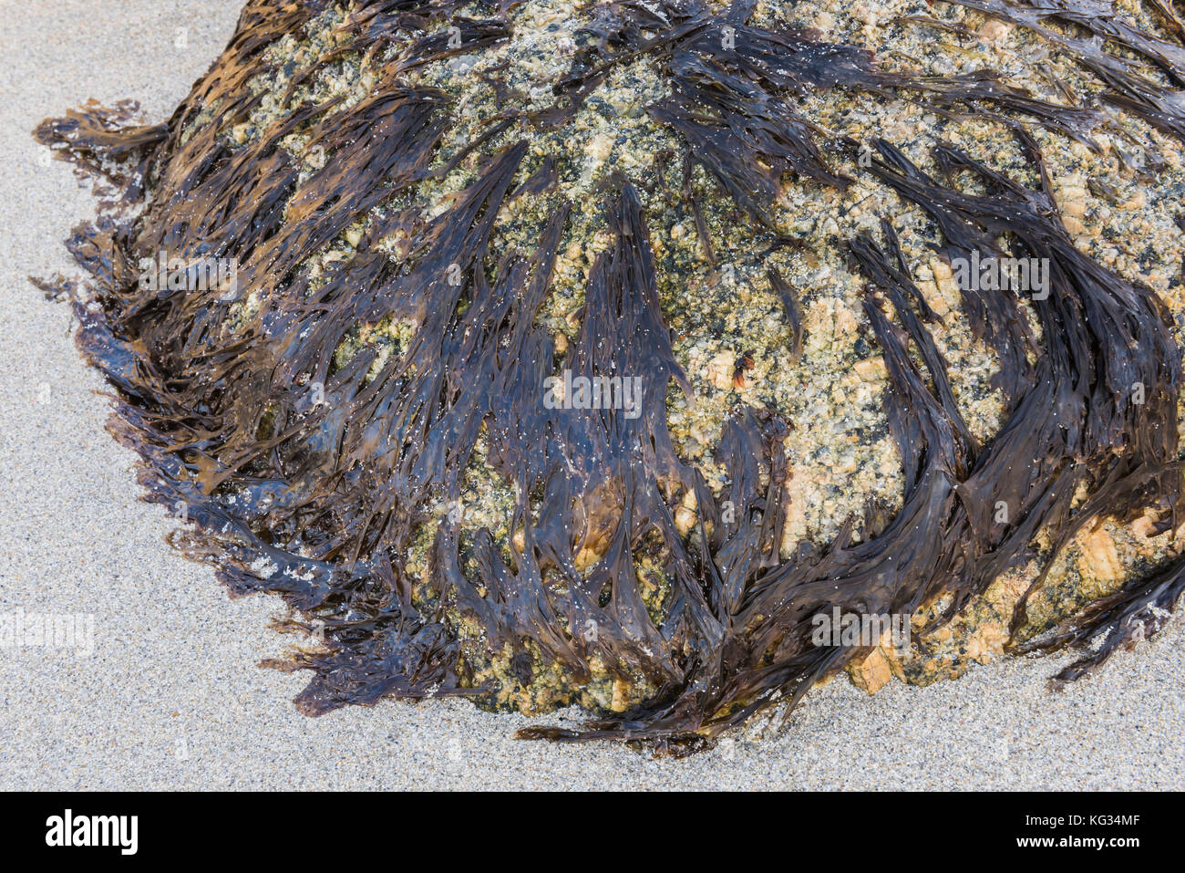 Round granite stone with seaweed on the sand on the beach Stock Photo ...