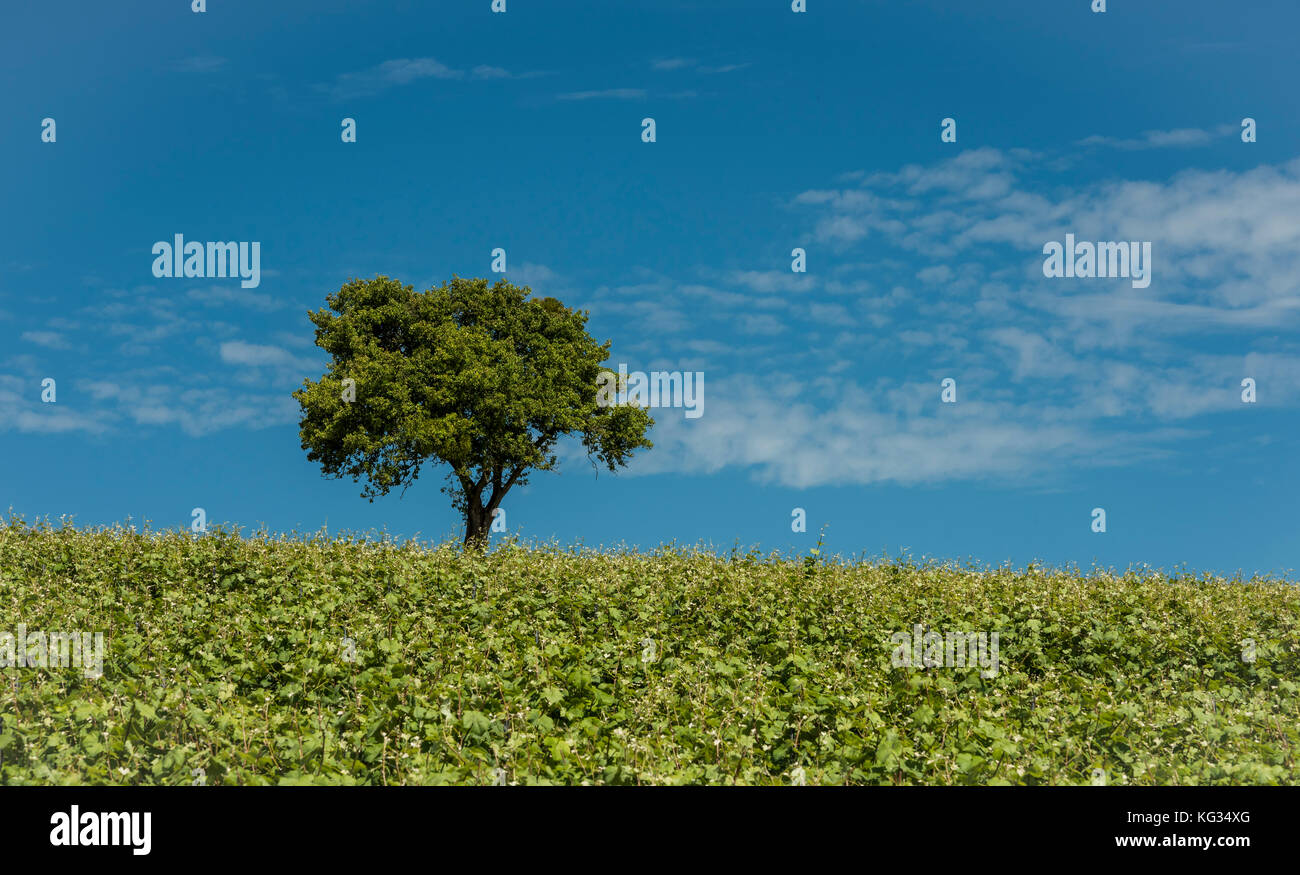 Vallee De La Marne High Resolution Stock Photography and Images - Alamy