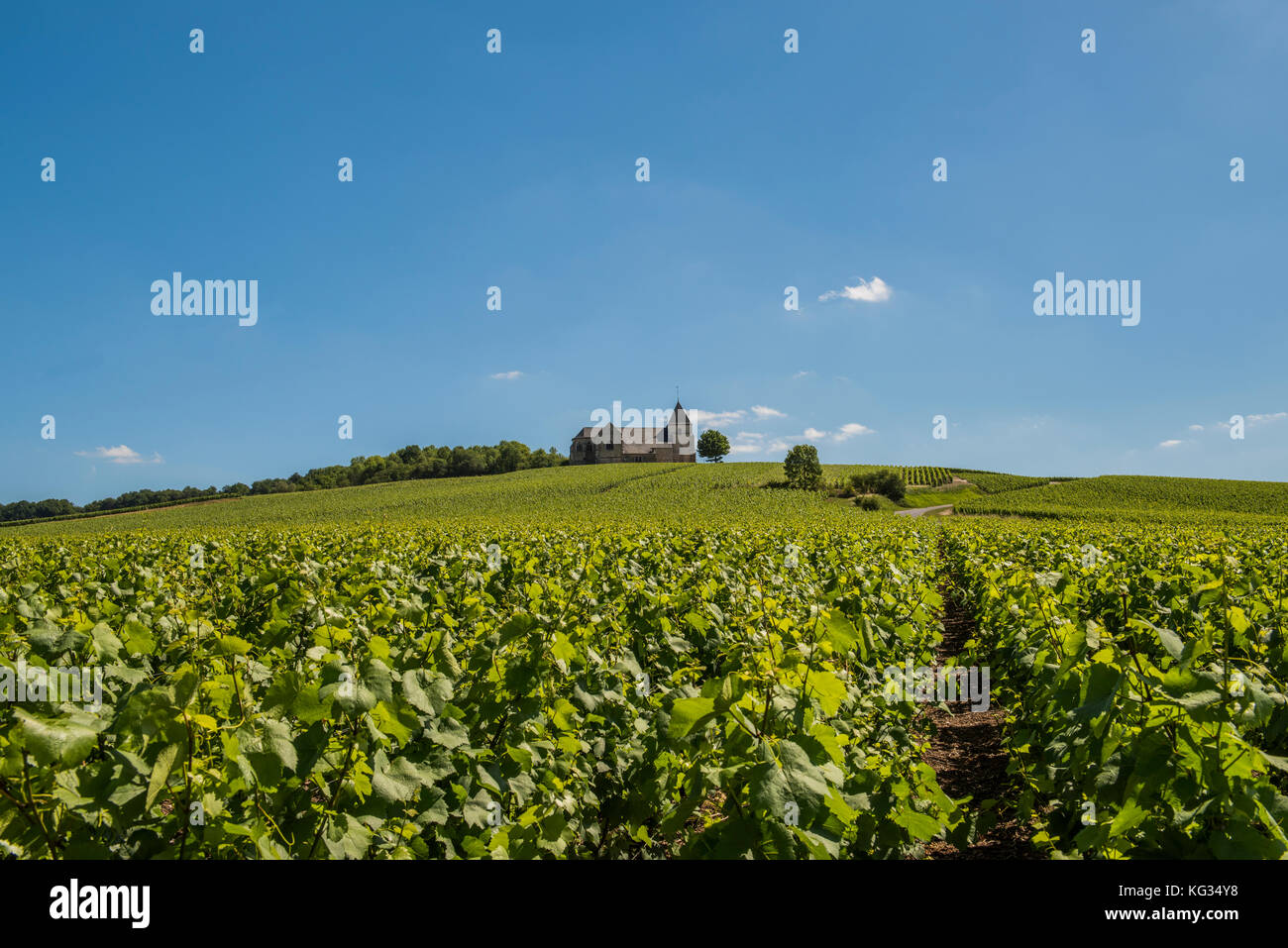 The church of Chavot with the vineyards in the Champagne district on a ...