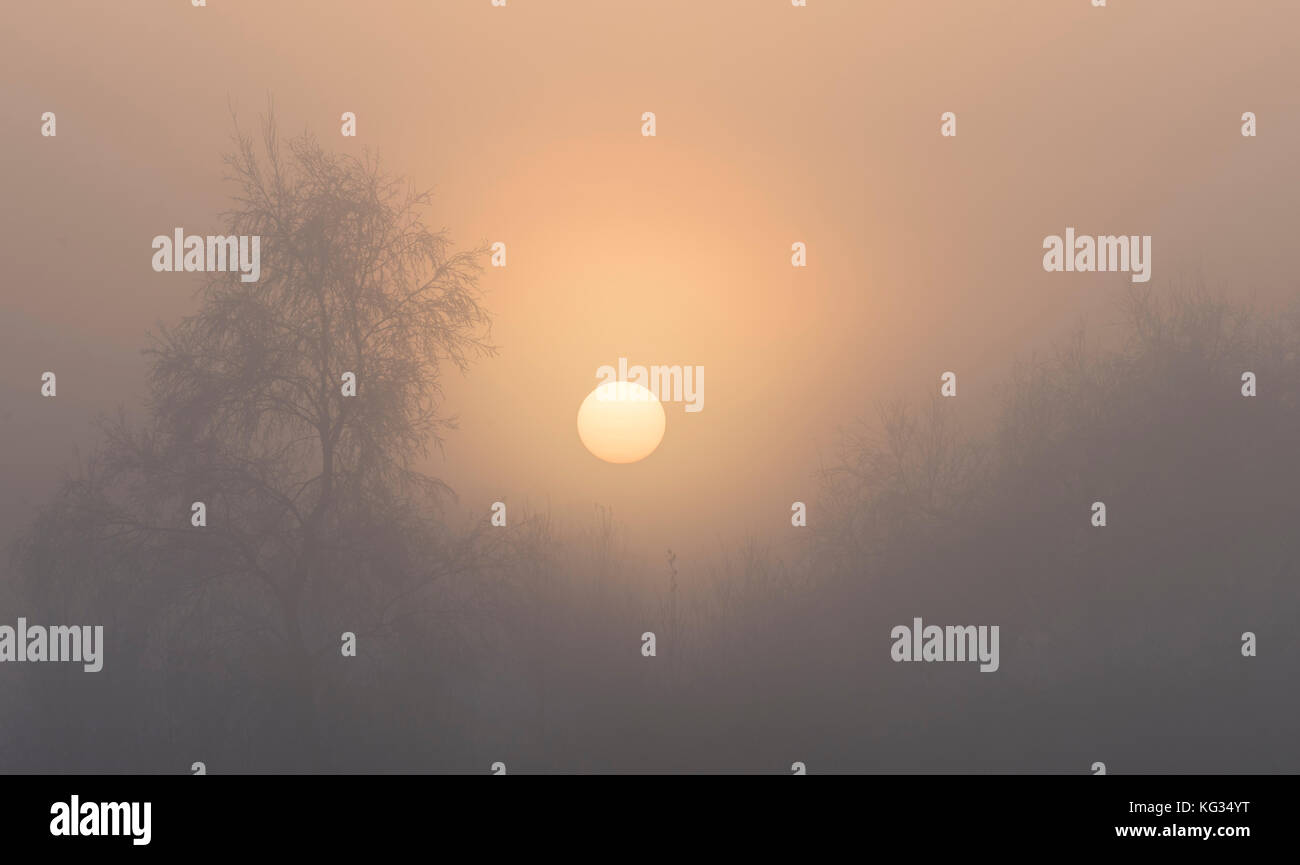 Winter landscape in Muggenbeet in Overijssel with frozen trees and fog ...