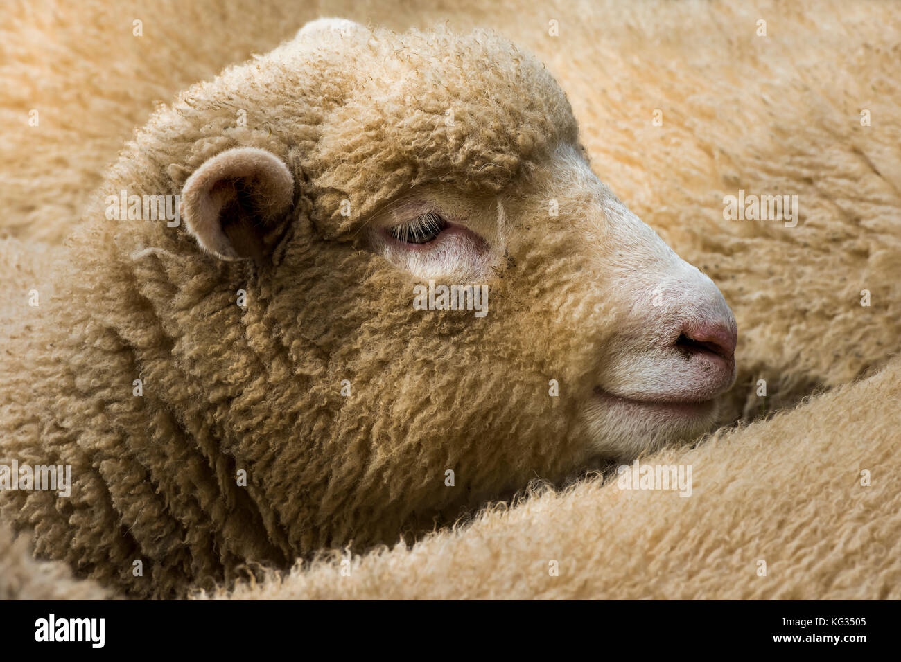Cornish lamb hi-res stock photography and images - Alamy