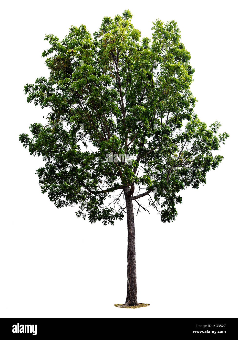 A big tree isolated on white background Stock Photo - Alamy