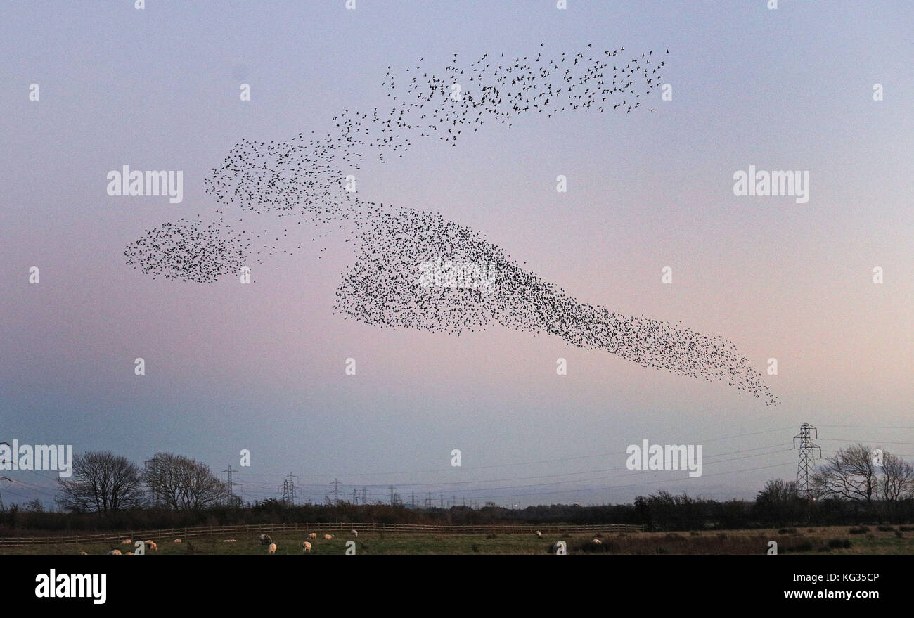 Starlings in the sky over Gretna on the Scottish Borders, flying and ...