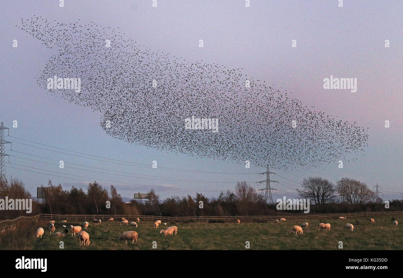 Swooping hi-res stock photography and images - Alamy