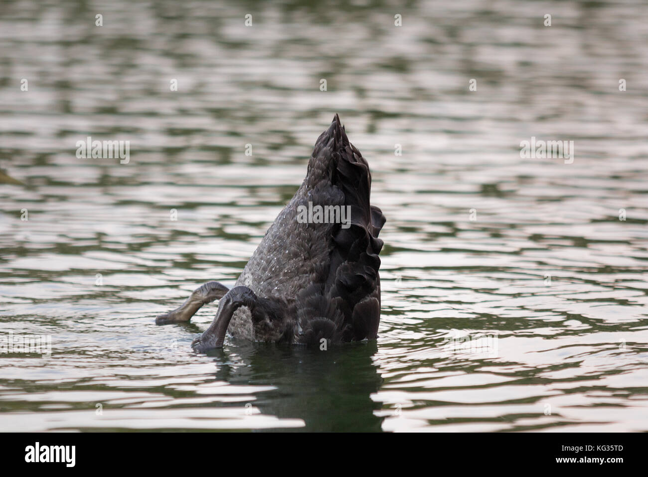 A swan with tail up at Western Springs lake, Auckland, New Zealand ...