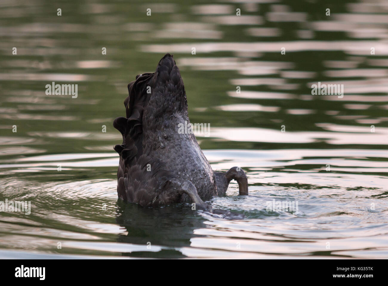 A swan with tail up at Western Springs lake, Auckland, New Zealand ...