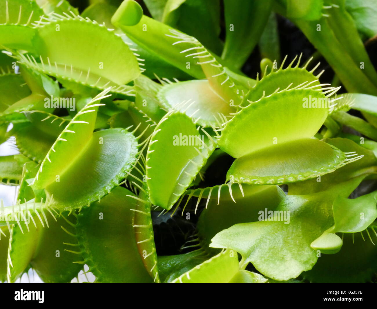 A bright green carnivorous plant. Flower catches small animals with a ...