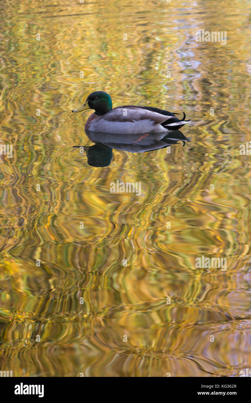 Duck paddling hi-res stock photography and images - Alamy