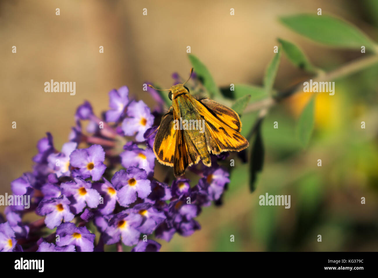 Sky skipper hi-res stock photography and images - Alamy