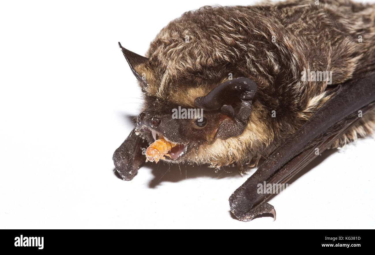 Microbat hi-res stock photography and images - Alamy