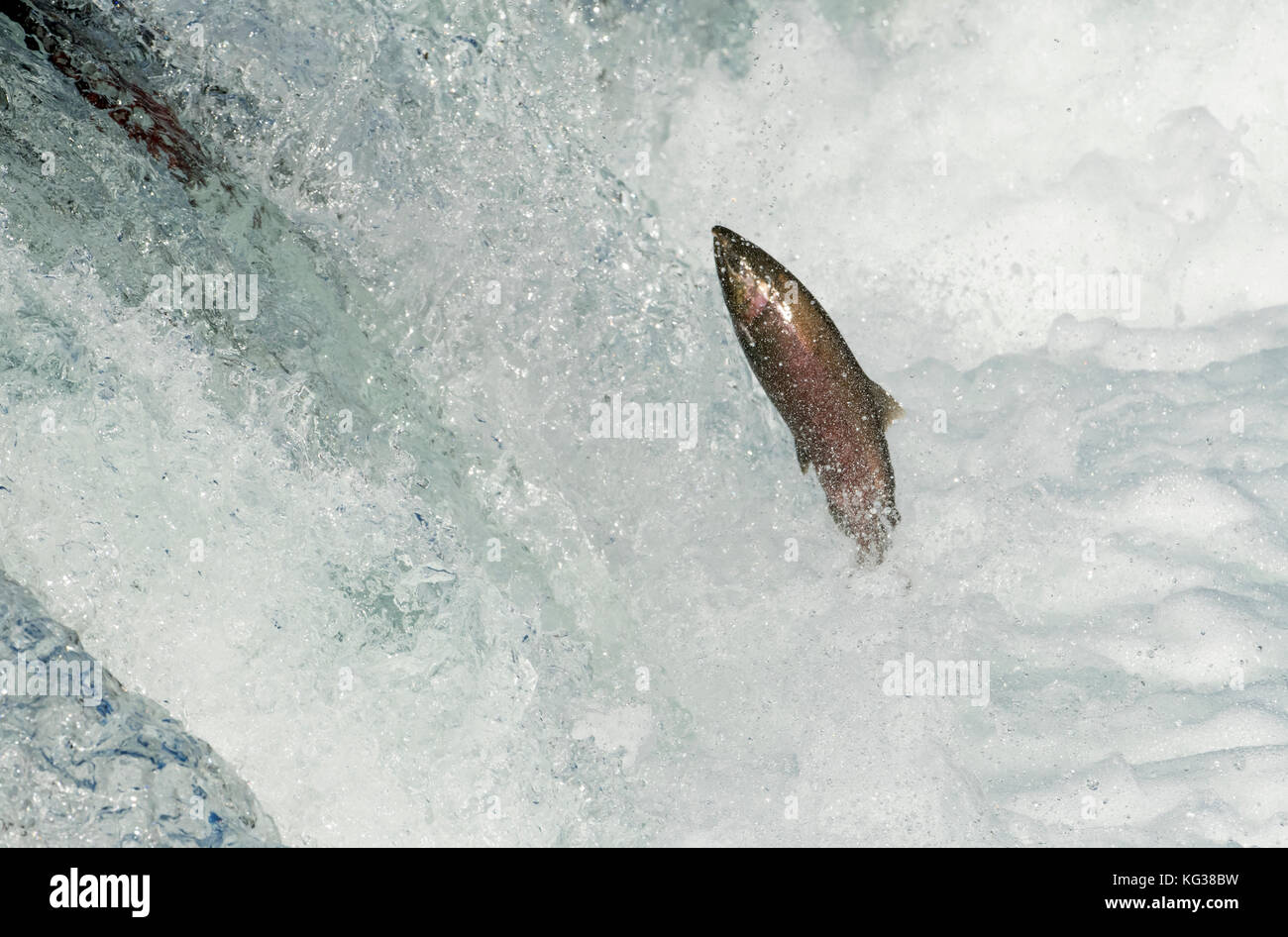 Coho salmon spawning hi-res stock photography and images - Alamy