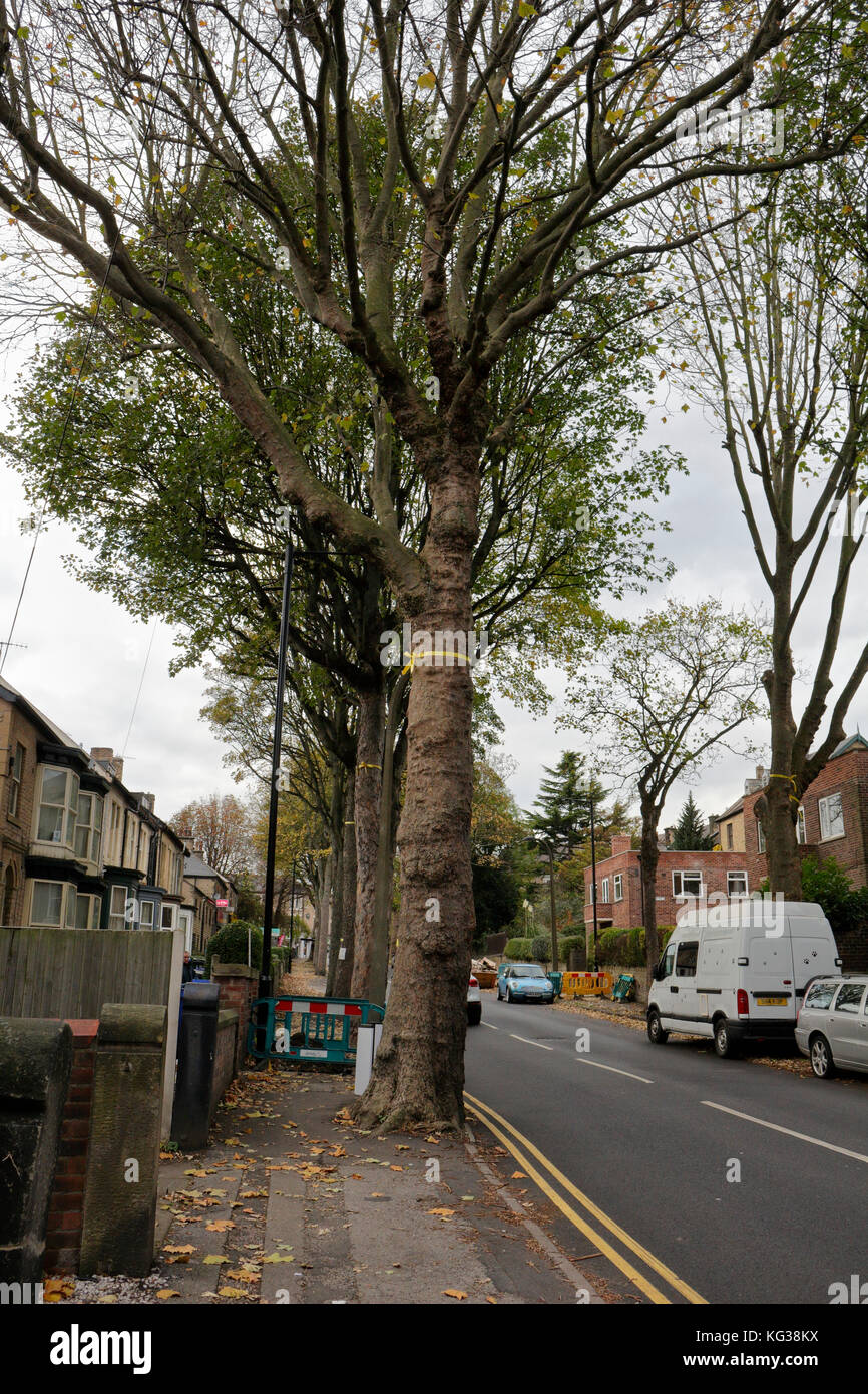 Sheffield council tree hi-res stock photography and images - Alamy