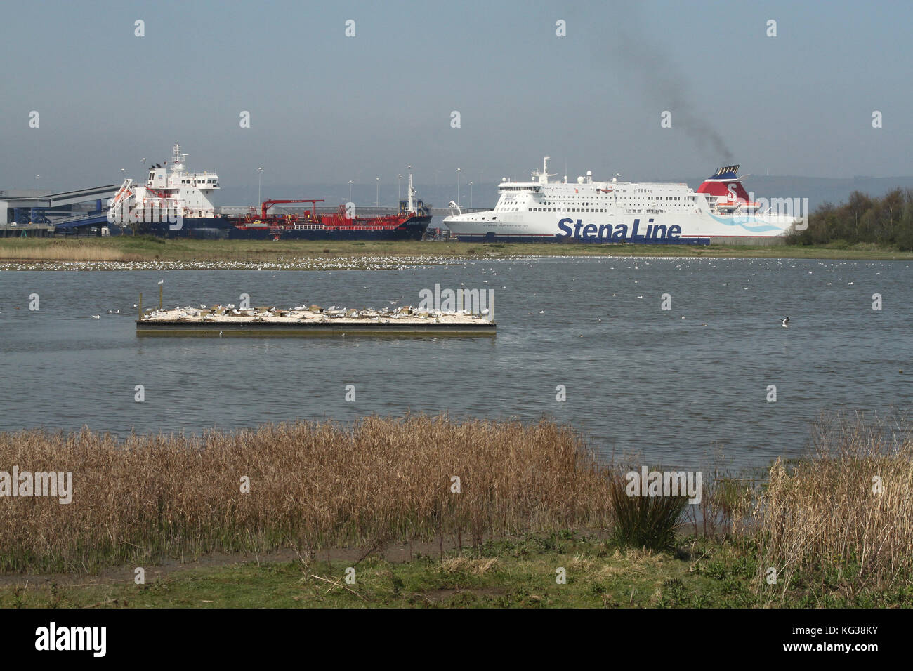 Tern raft with industrial shipping in the background at The RSPB ...
