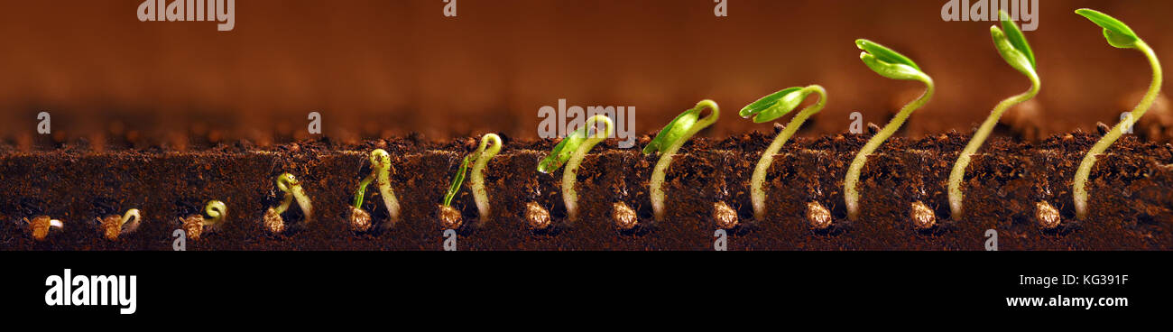 Plant Development Stage High Resolution Stock Photography and Images ...