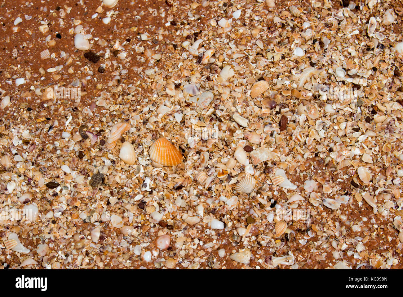 Weathered shells of Roebuck Bay in Broome , North Western Australia ...