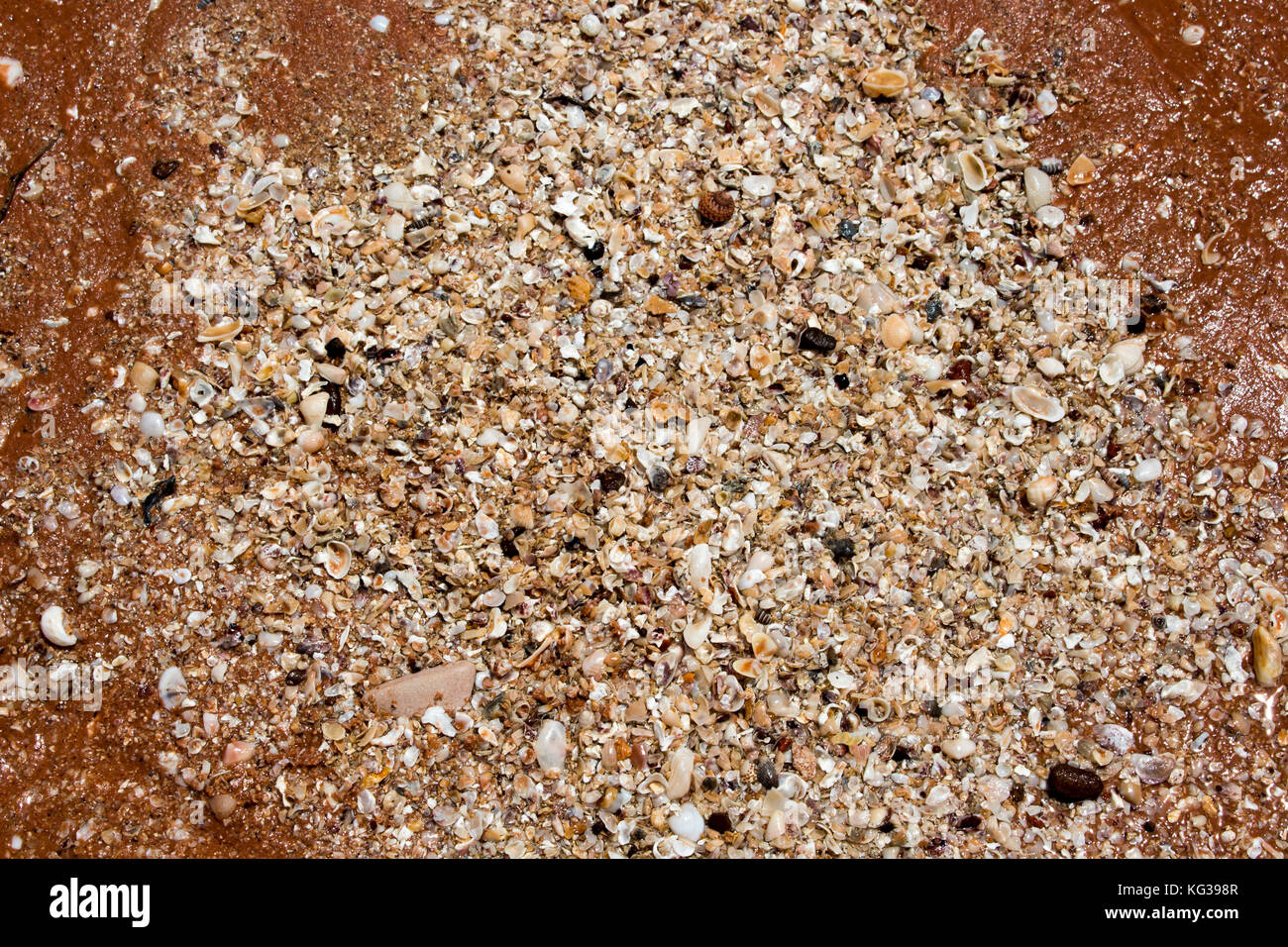 Weathered shells of Roebuck Bay in Broome , North Western Australia ...