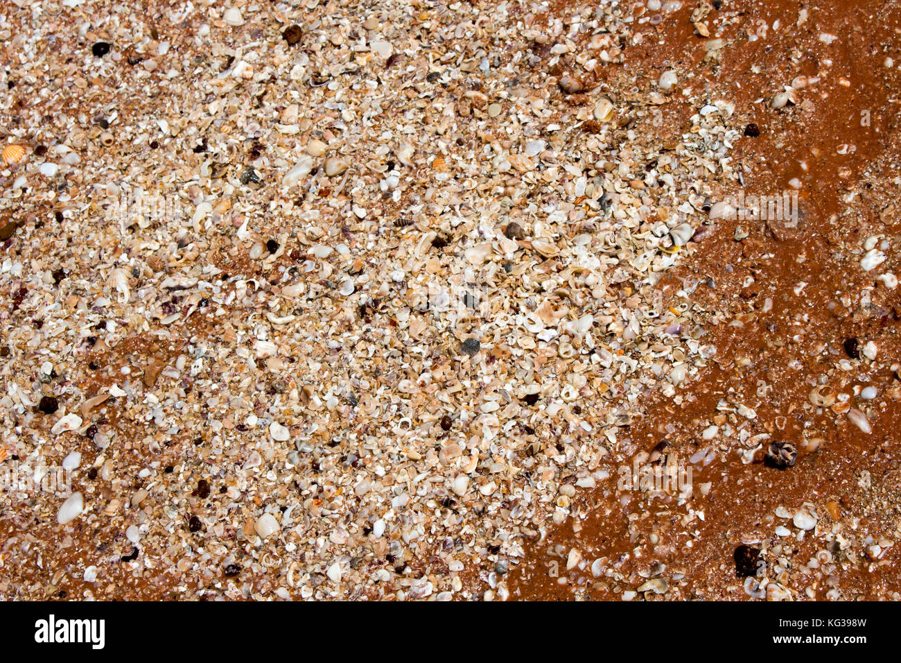 Weathered shells of Roebuck Bay in Broome , North Western Australia ...