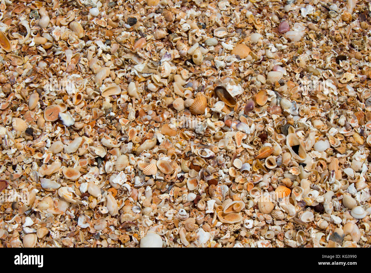 Weathered shells of Roebuck Bay in Broome , North Western Australia ...