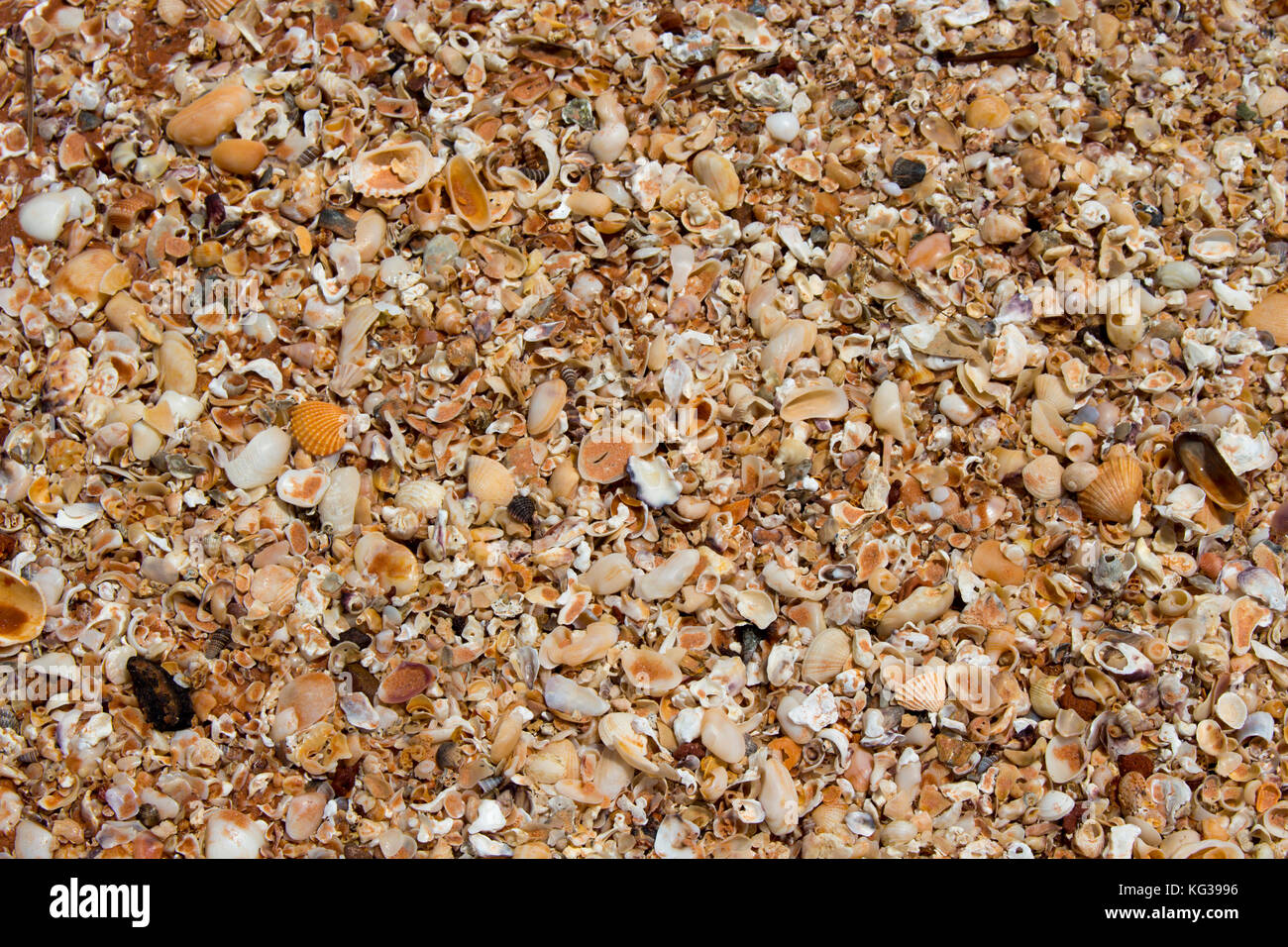 Weathered shells of Roebuck Bay in Broome , North Western Australia ...