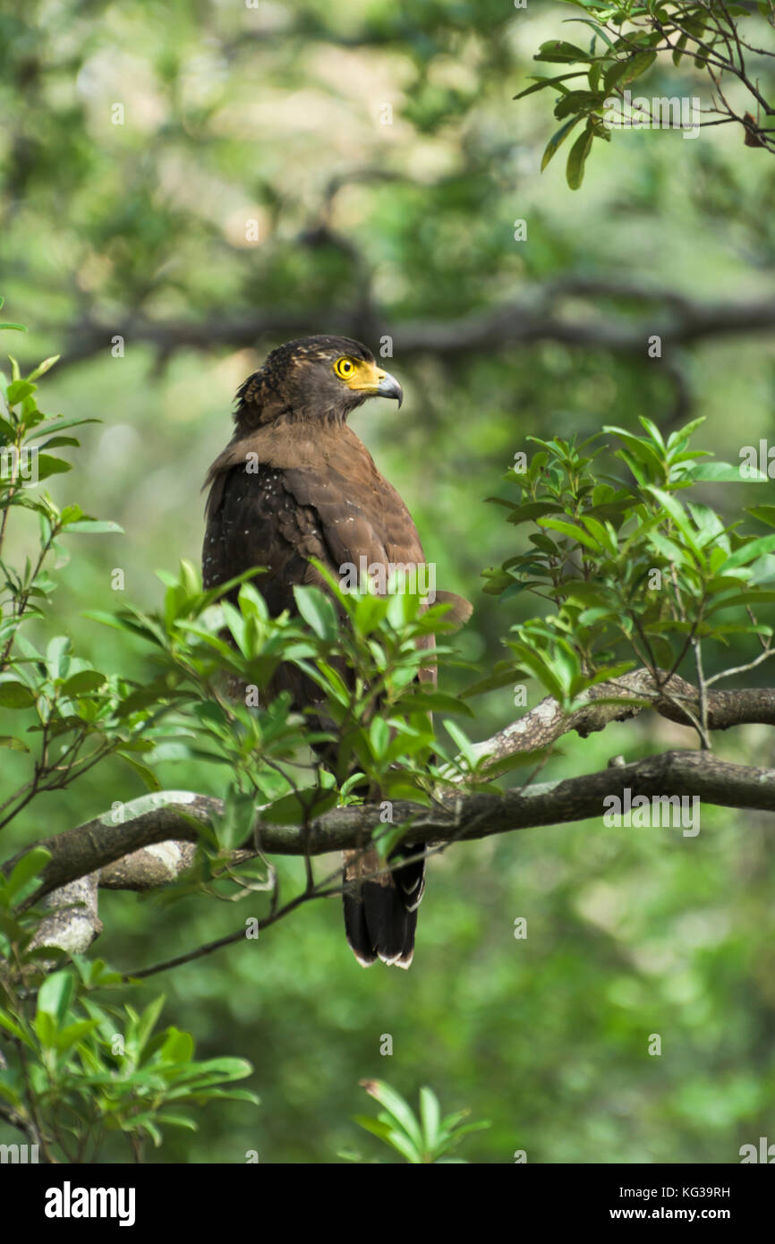 crested serpent eagle (Spilornis cheela) on a tree branch Stock Photo ...