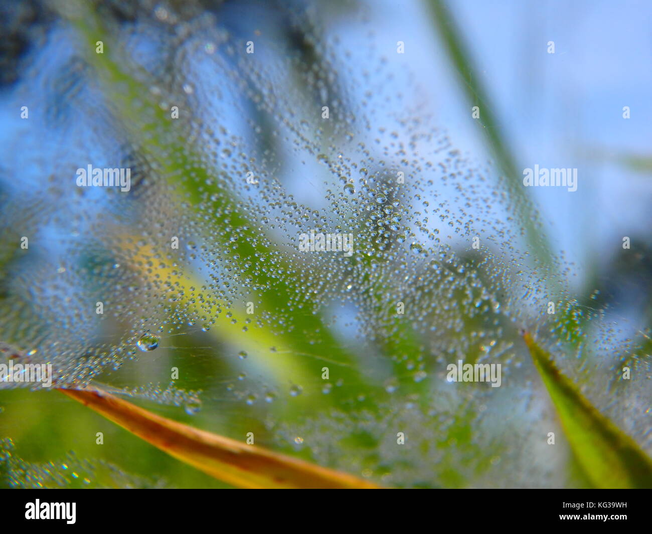 Spider Web and Blue Sky Stock Photo - Alamy