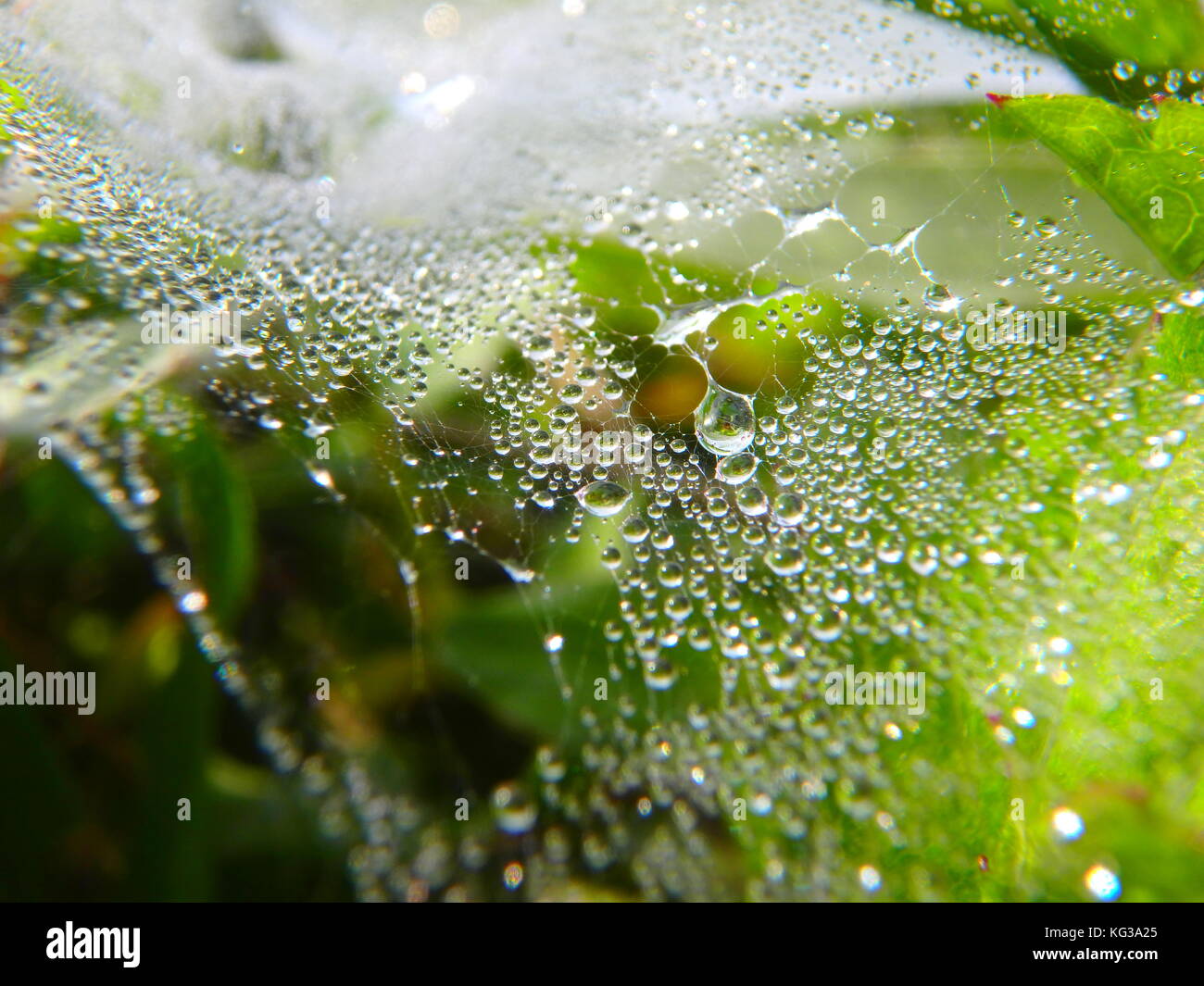 Spider Web and Green Field Stock Photo - Alamy
