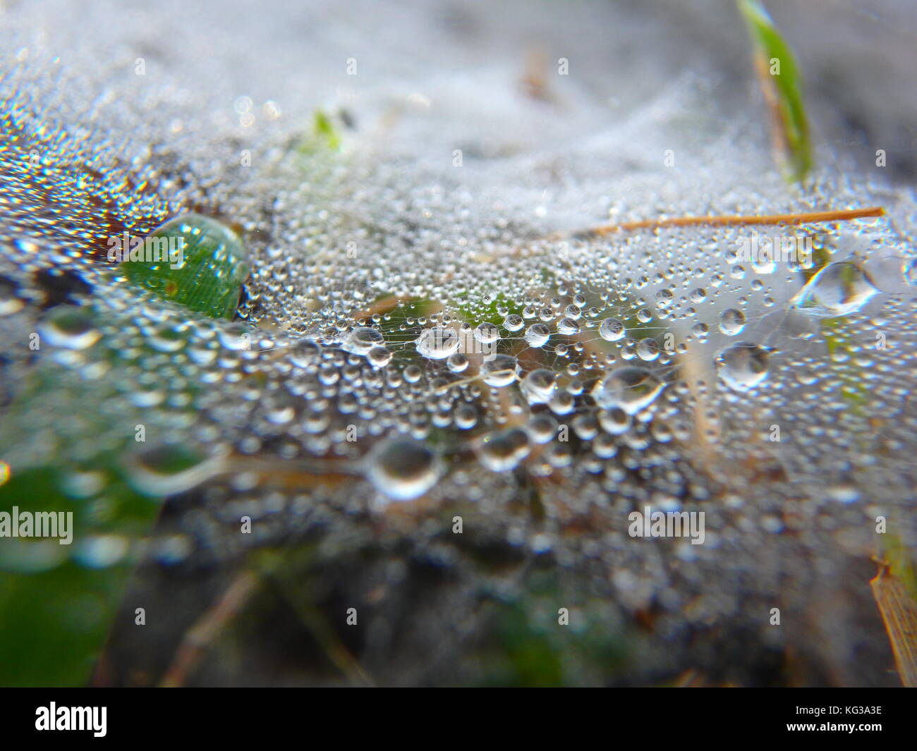 Water spider hi-res stock photography and images - Alamy