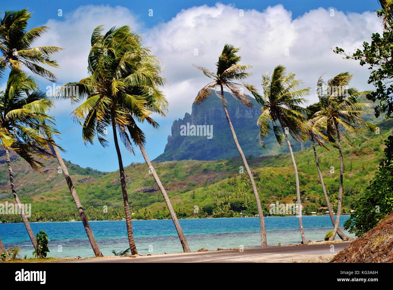 Bora Bora view of water, palm trees and background mountain Stock Photo ...