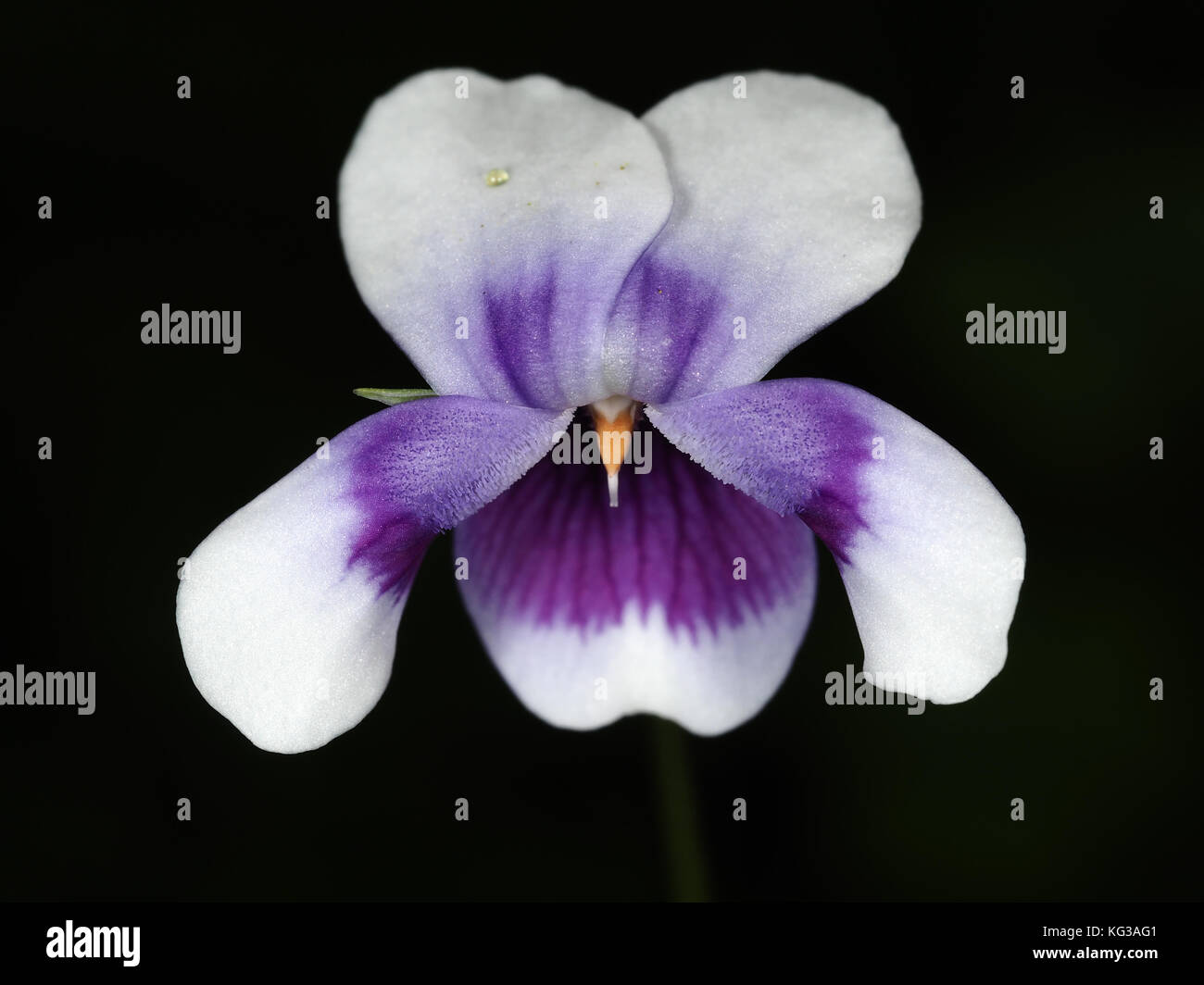 Australian violet flowers hi-res stock photography and images - Alamy