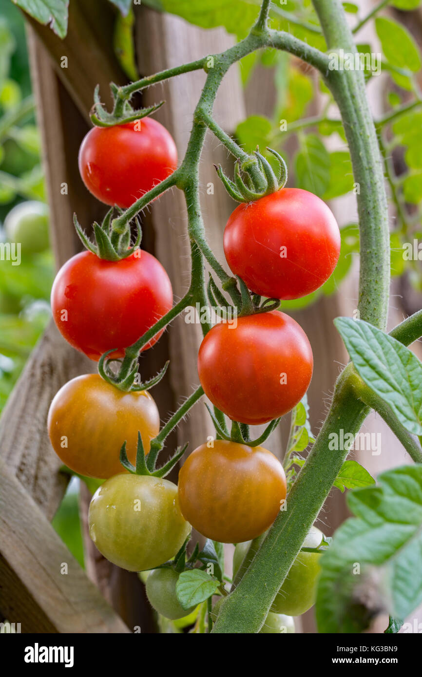 Green And Red Cherry Tomatoes