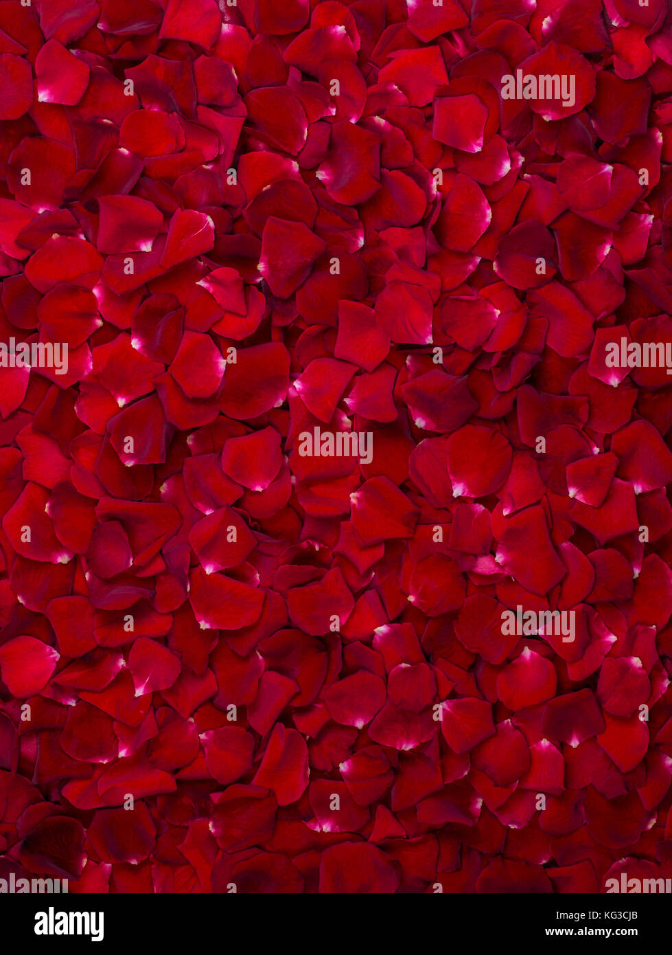 Background of beautiful red rose petals Stock Photo - Alamy