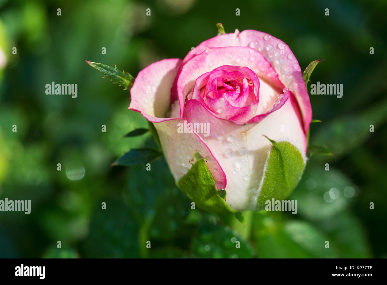 Beautiful white and pink rosebud covered with dew drops - in the rays of rising sun Stock Photo ...