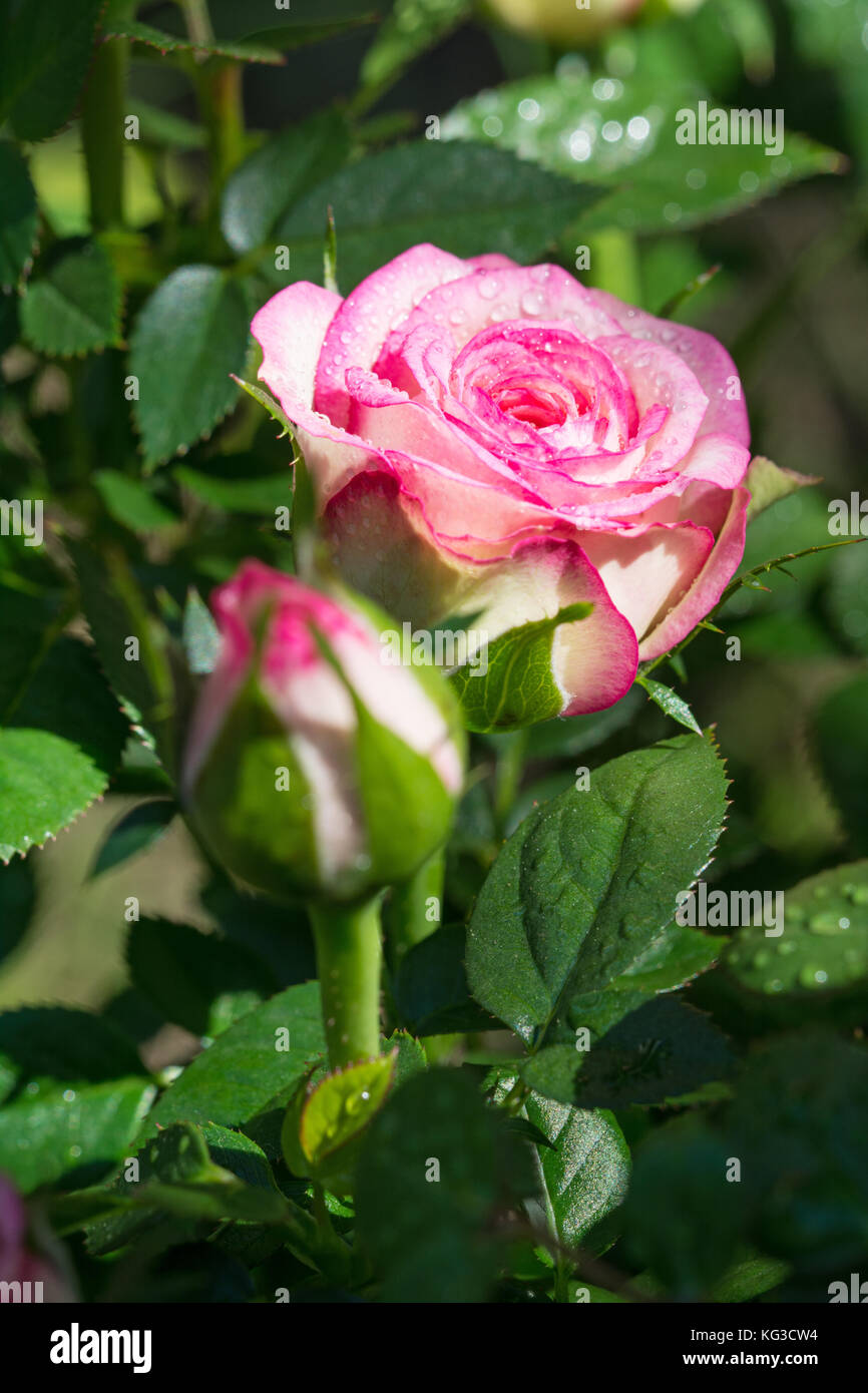 Rose flower and blurred rose bud on a rosebush covered with dew drops ...