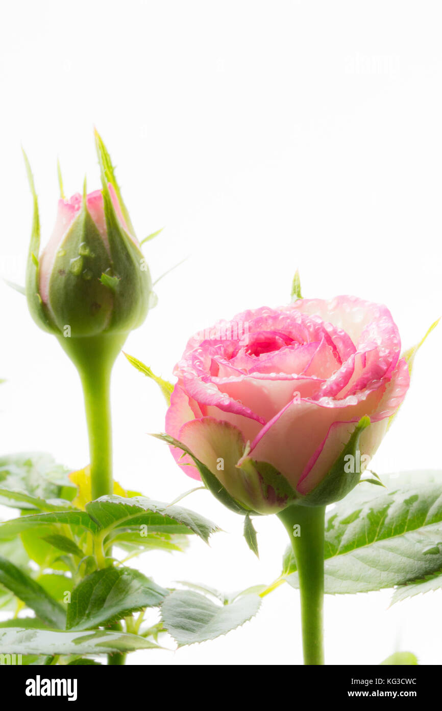 Rose bud and rose flower covered with dew drops - white background ...