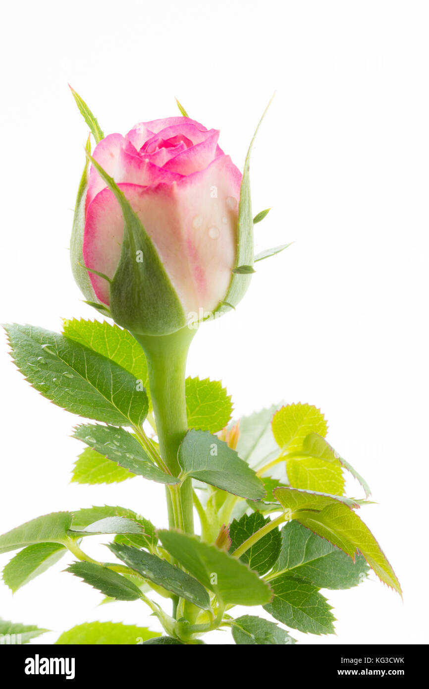 Single rose bud isolated on white background Stock Photo - Alamy