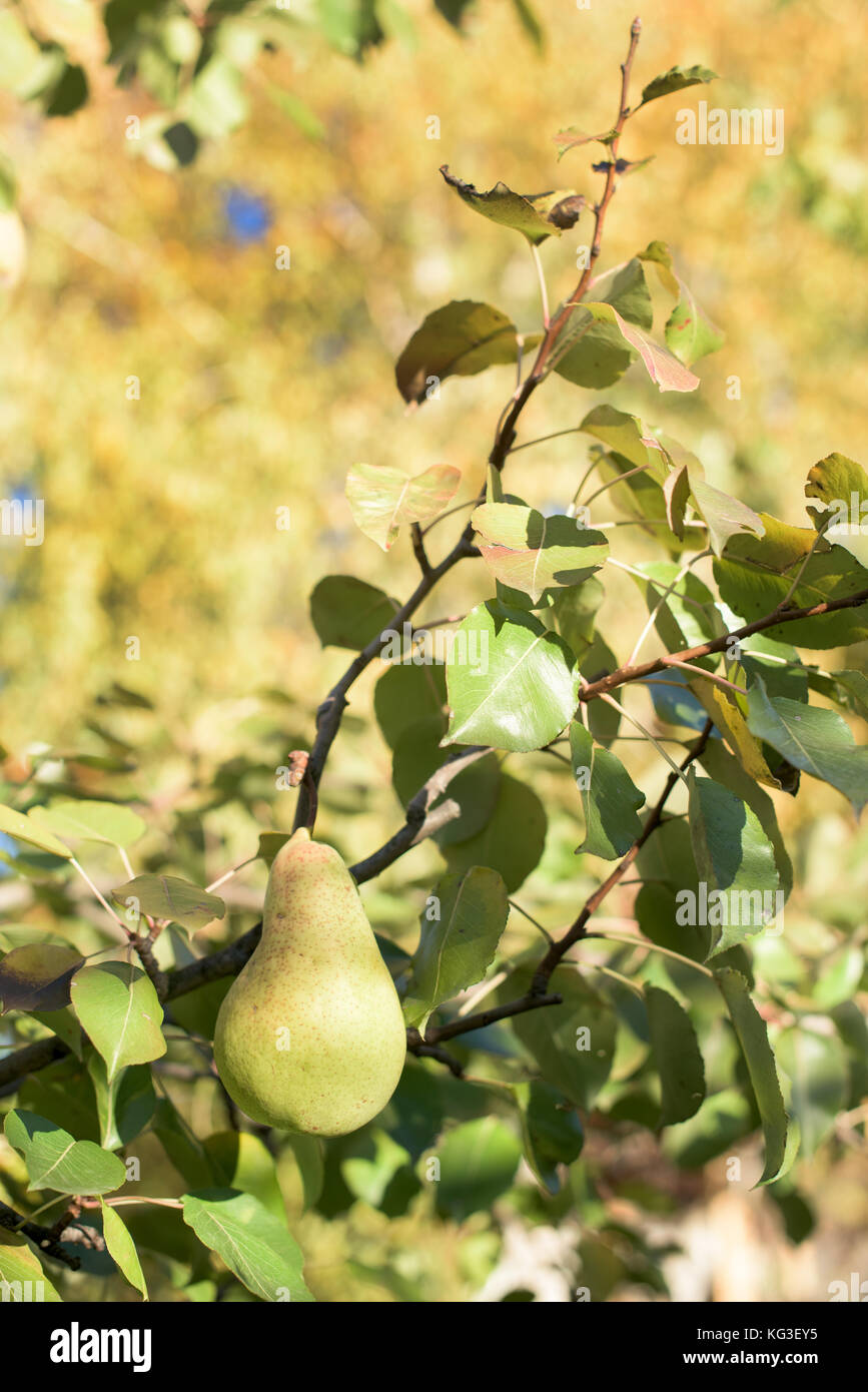 Pear hanging hi-res stock photography and images - Alamy